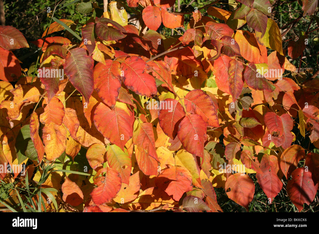 Poison Ivy Toxicodendron radicans Autumn colors Eastern USA by ...