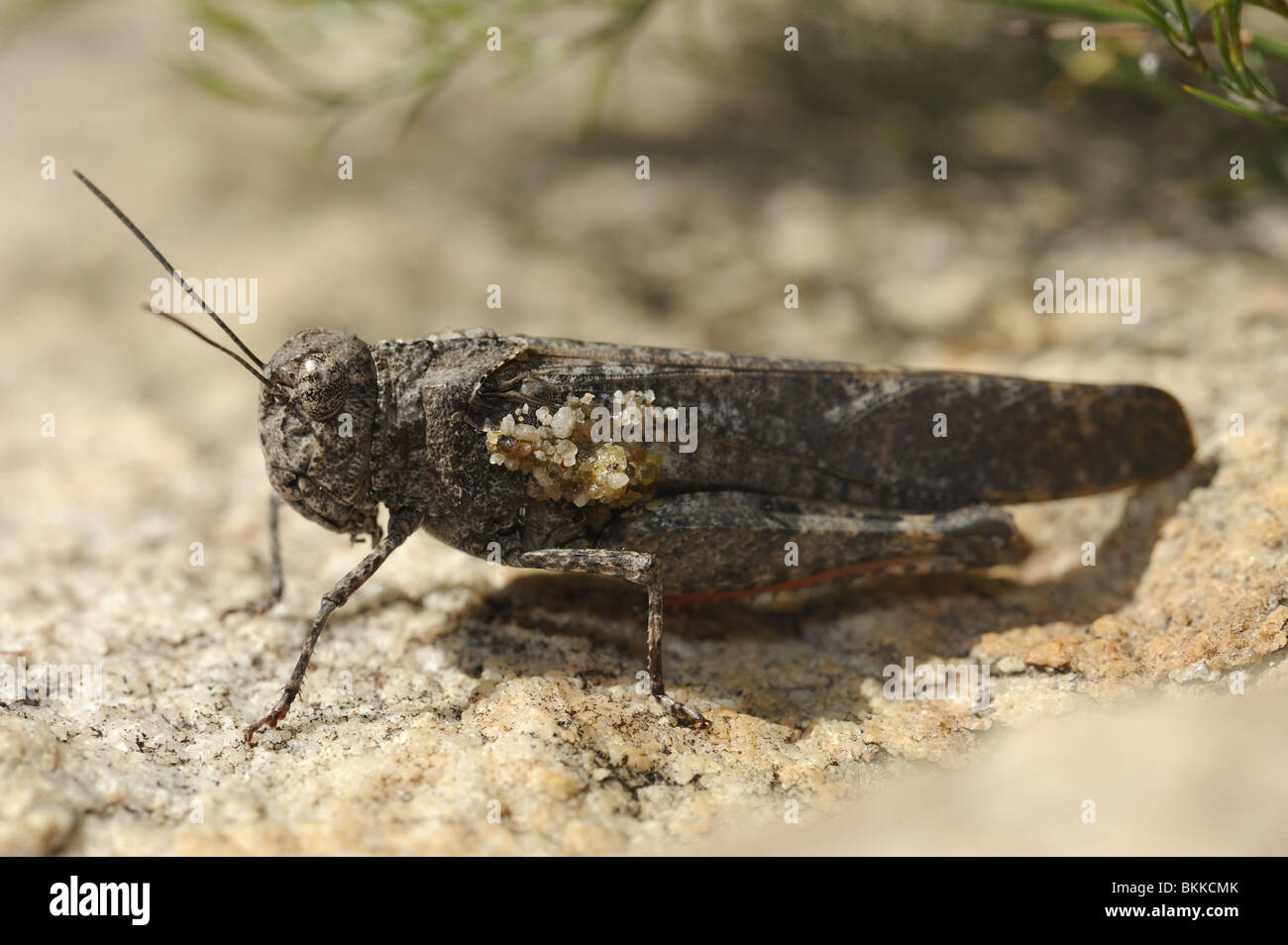 Brown locust hi-res stock photography and images - Alamy