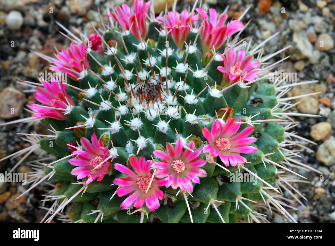 Cactus Mammillaria Mamillaria magnimamma flowers blooming Stock Photo ...