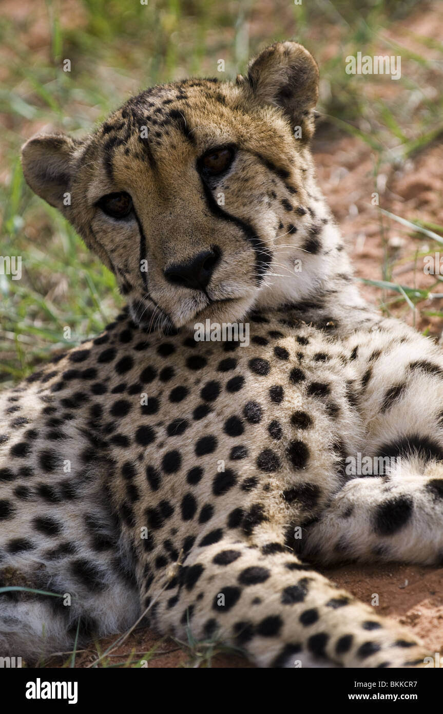 Cheetah, Namibia, Africa Stock Photo - Alamy