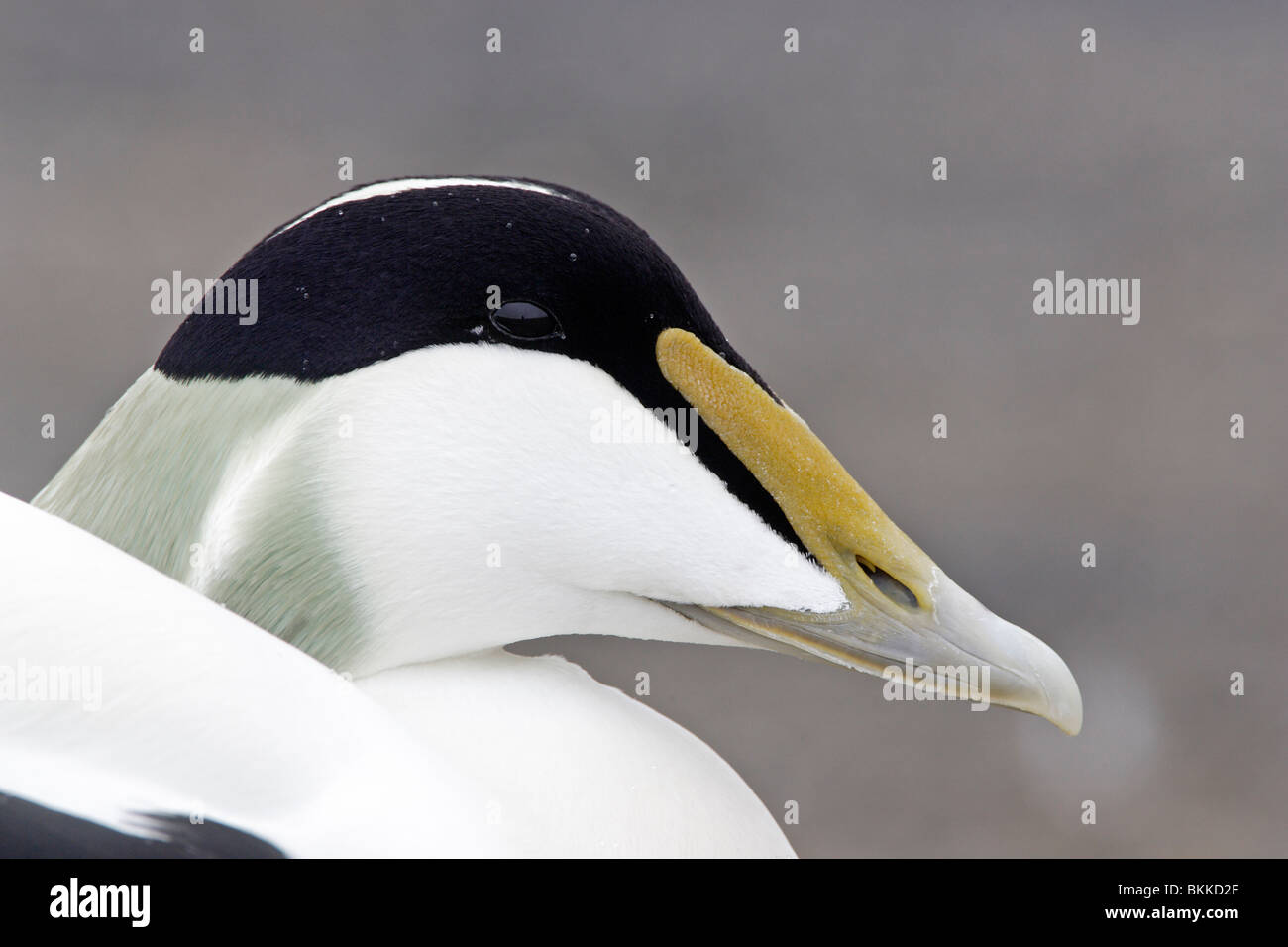 Common eider drake portrait hi-res stock photography and images - Alamy
