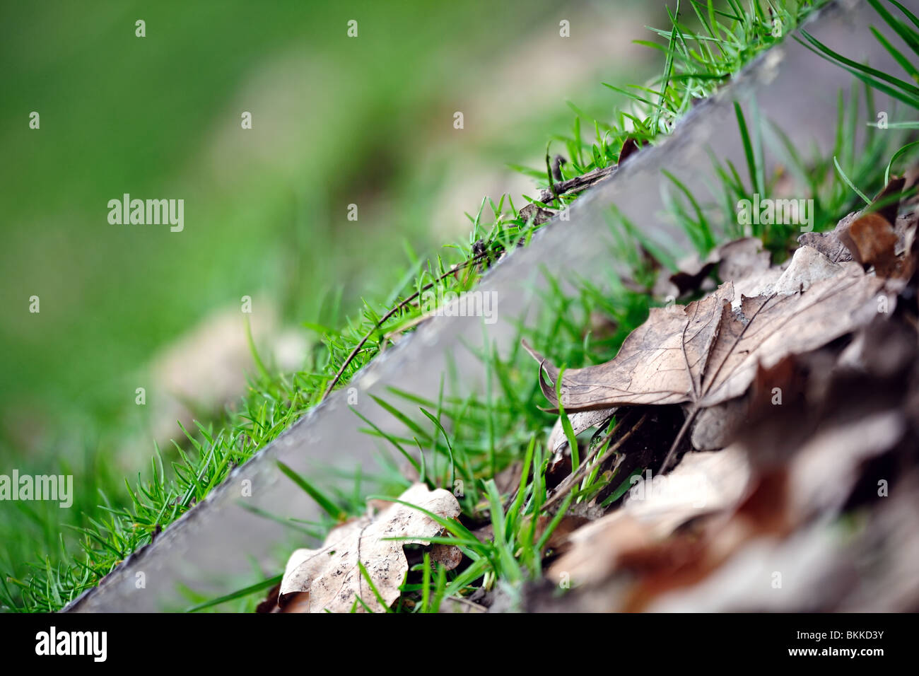 Ground level view of a path with grass and dead leaves shot at an angle ...