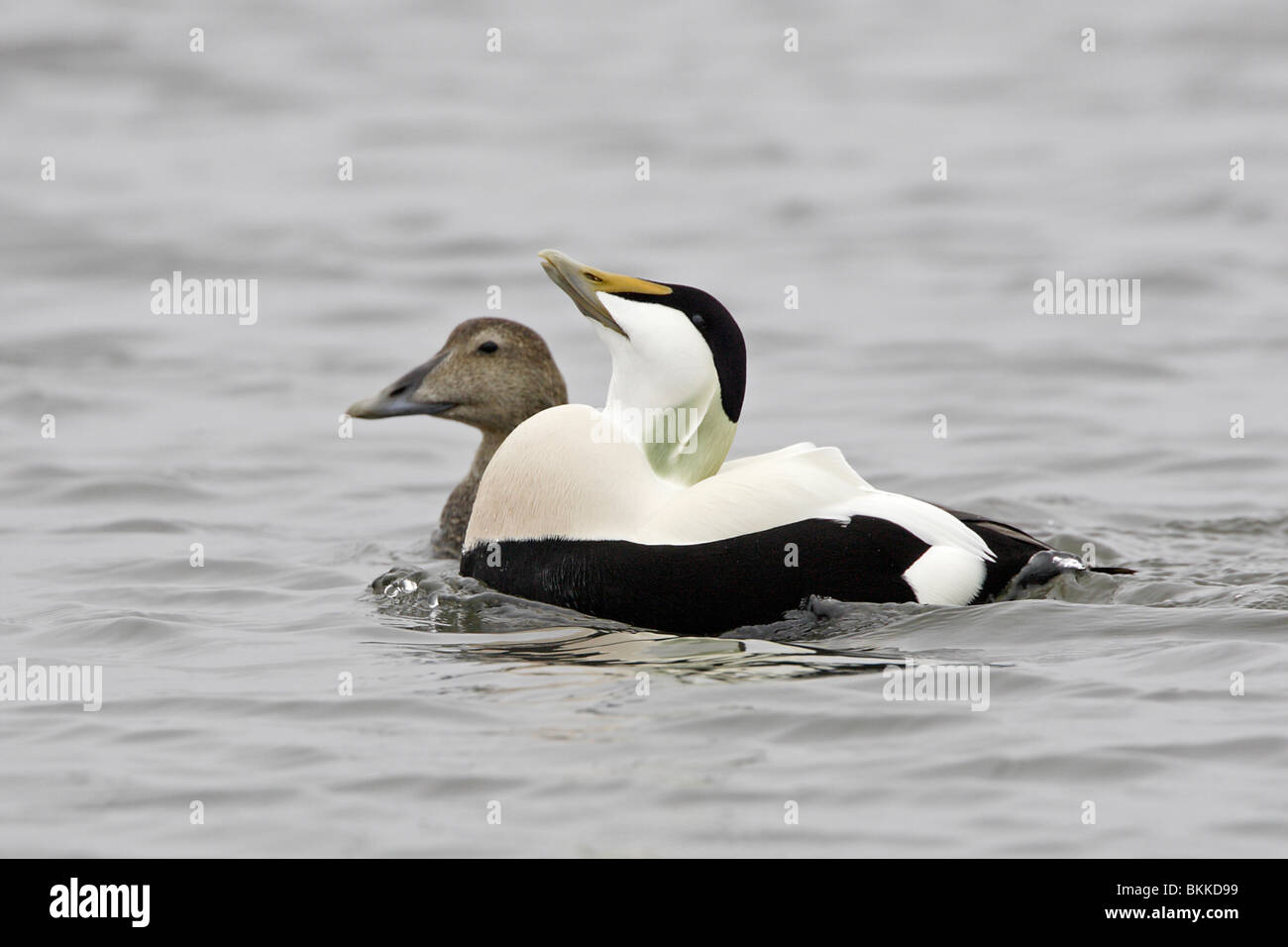 Eider duck drake hi-res stock photography and images - Alamy