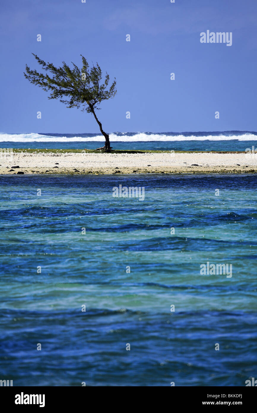 Casuarina tree hi-res stock photography and images - Alamy