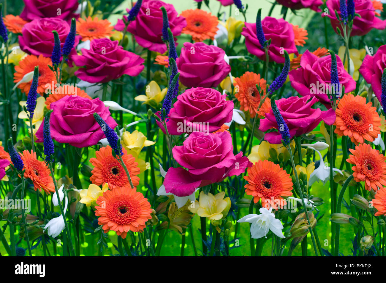 Colorful flowers in the spring garden Stock Photo - Alamy