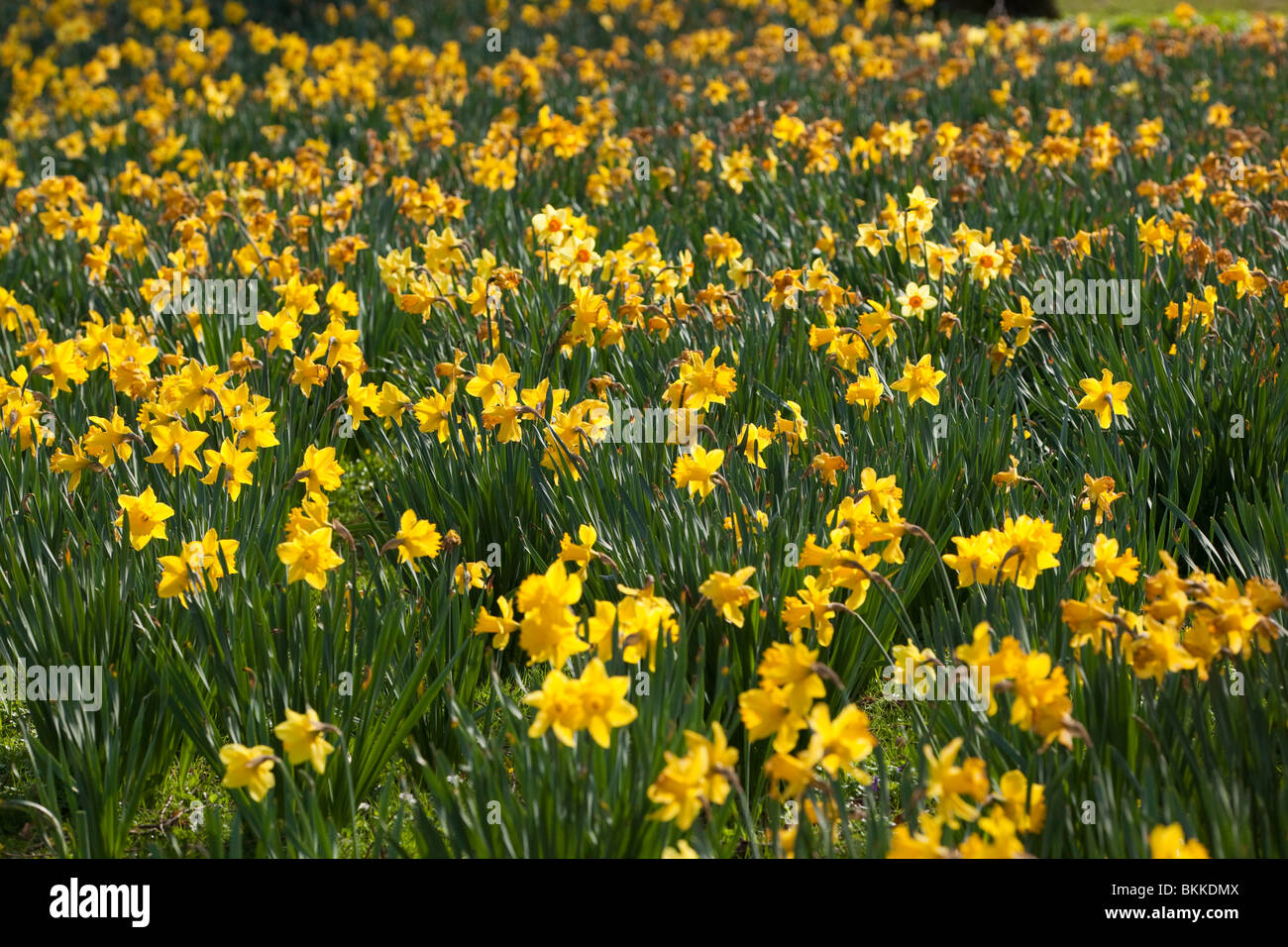 Daffodils display uk hi-res stock photography and images - Alamy