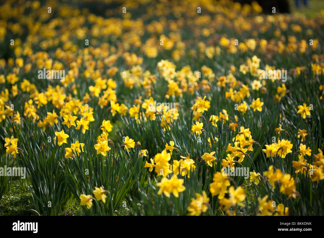 Daffodils large bloom hi-res stock photography and images - Alamy