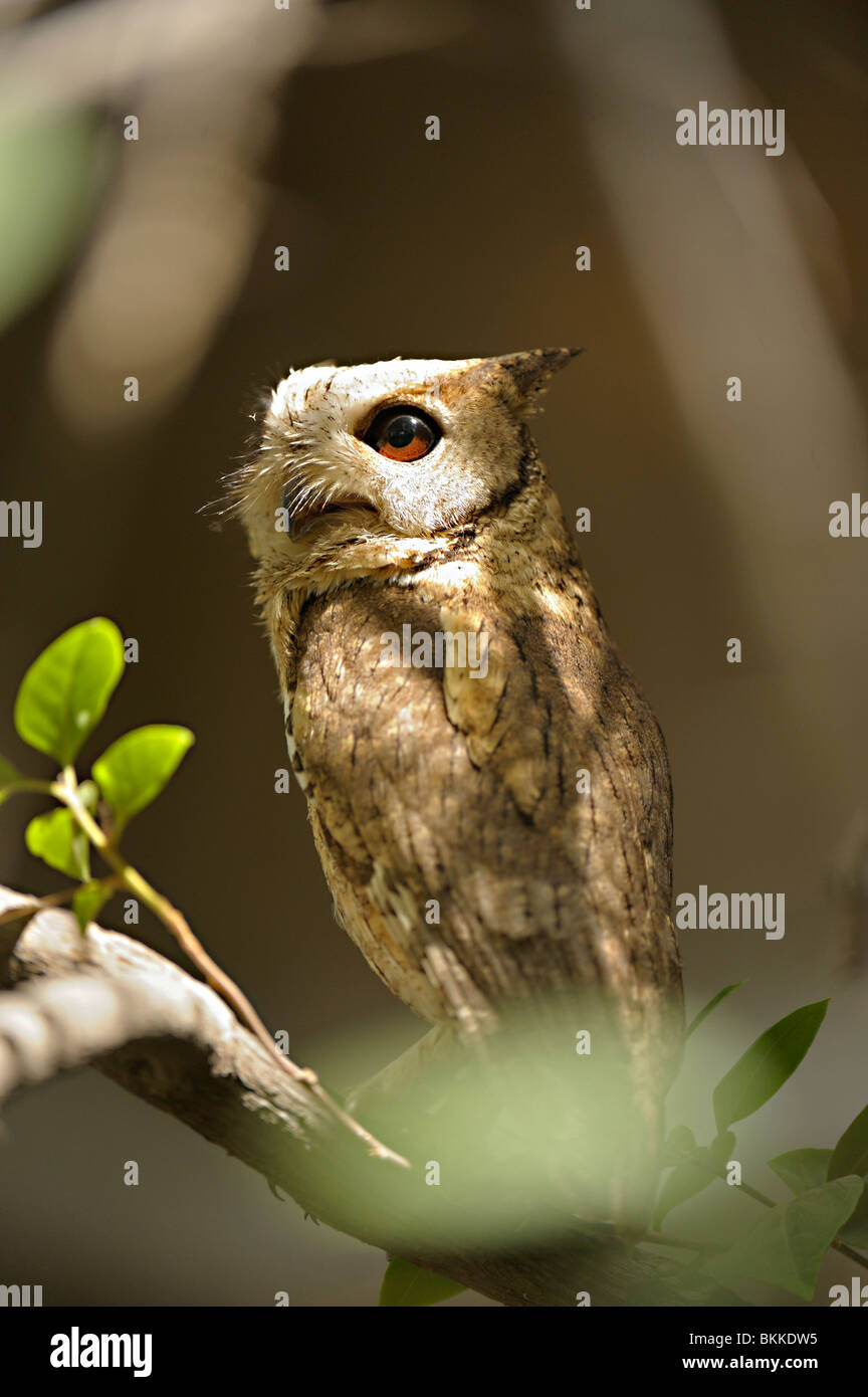 Collared scops owl hi-res stock photography and images - Alamy