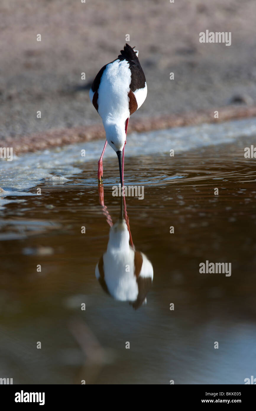 Banded Stilt. Cladorhynchus leucocephalus. Endemic Rottnest Island ...