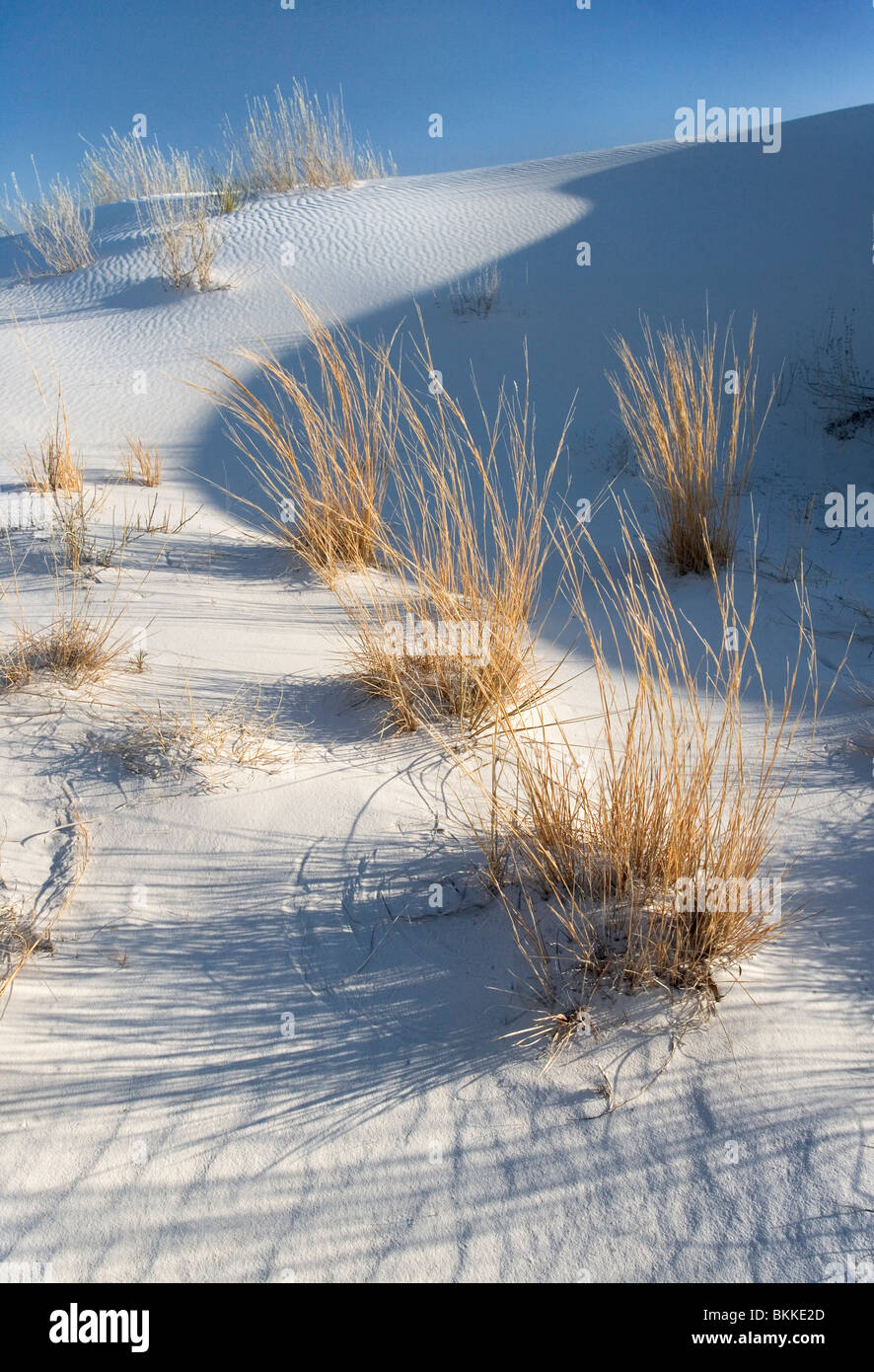 Yellow grasses growing in White Sands National Monument, New Mexico ...