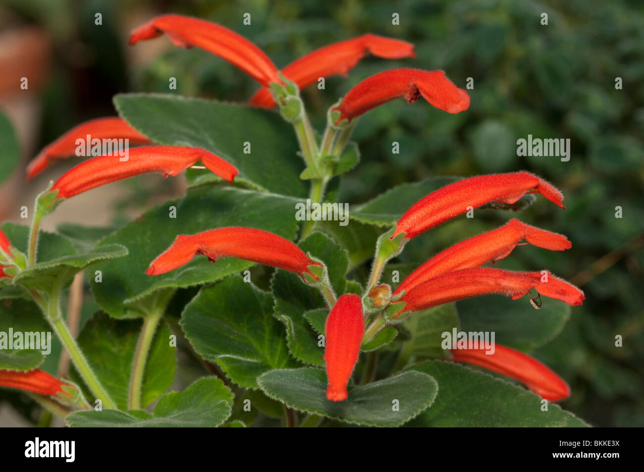 Sinningia cardinalis hi-res stock photography and images - Alamy