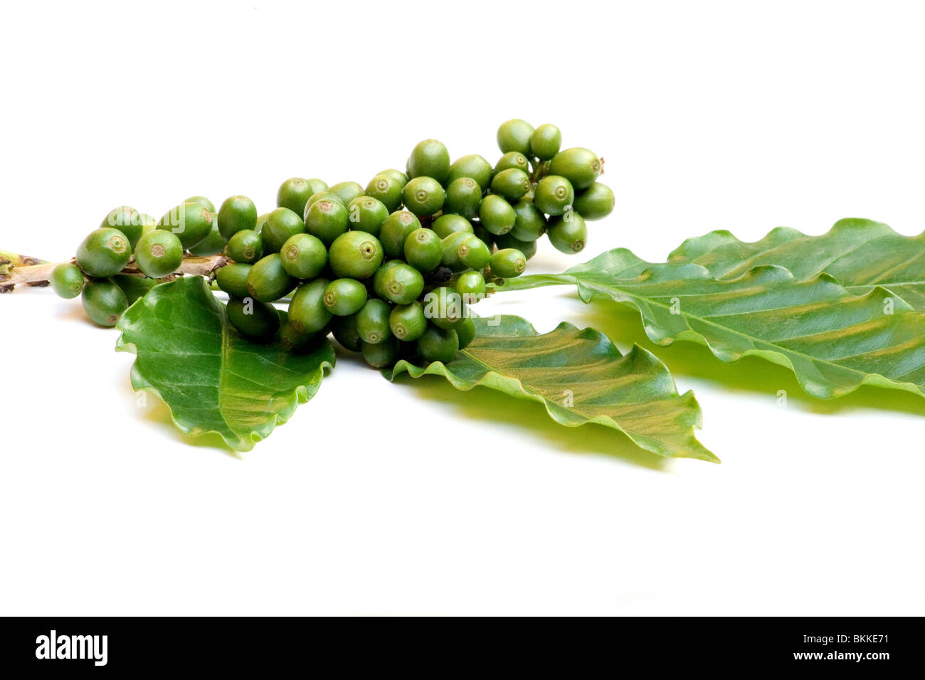 Green coffee cherries on white background Stock Photo - Alamy