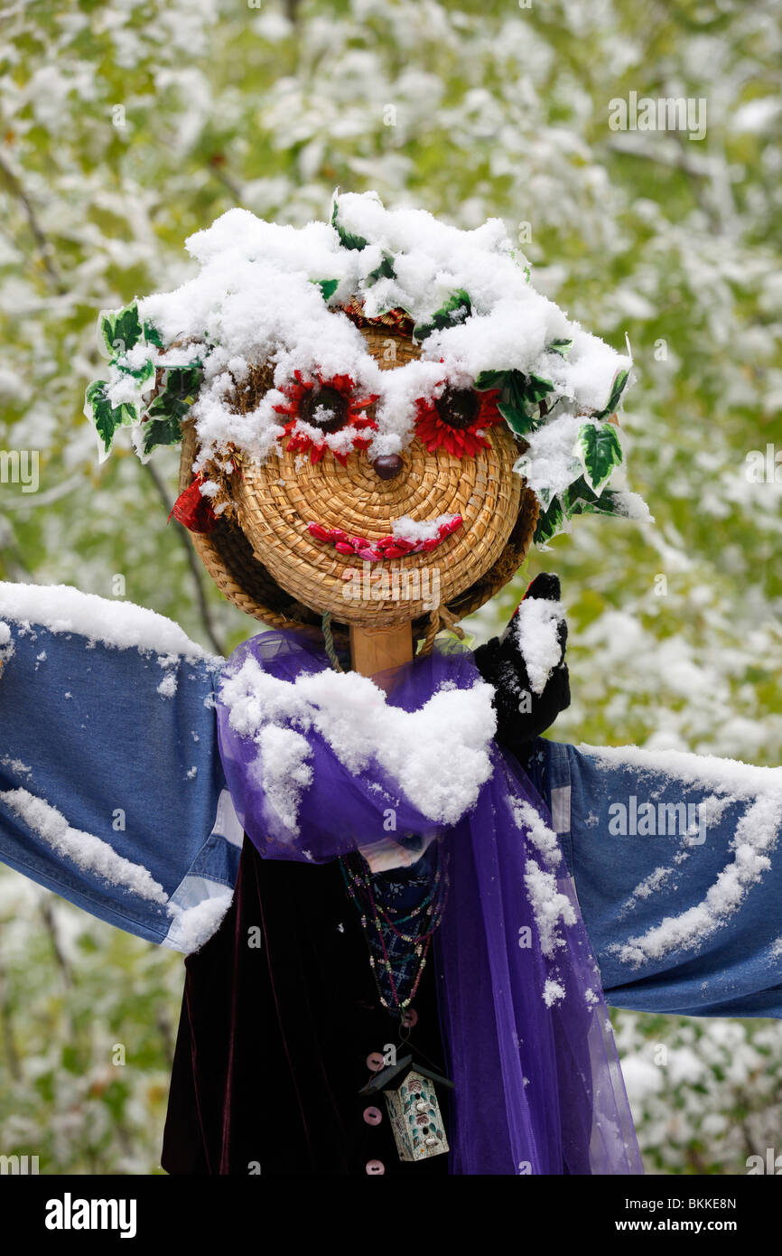 COMICAL SCARECROW FROSTED BY A LATE FALL SNOW. UNIVERSITY OF MINNESOTA ...