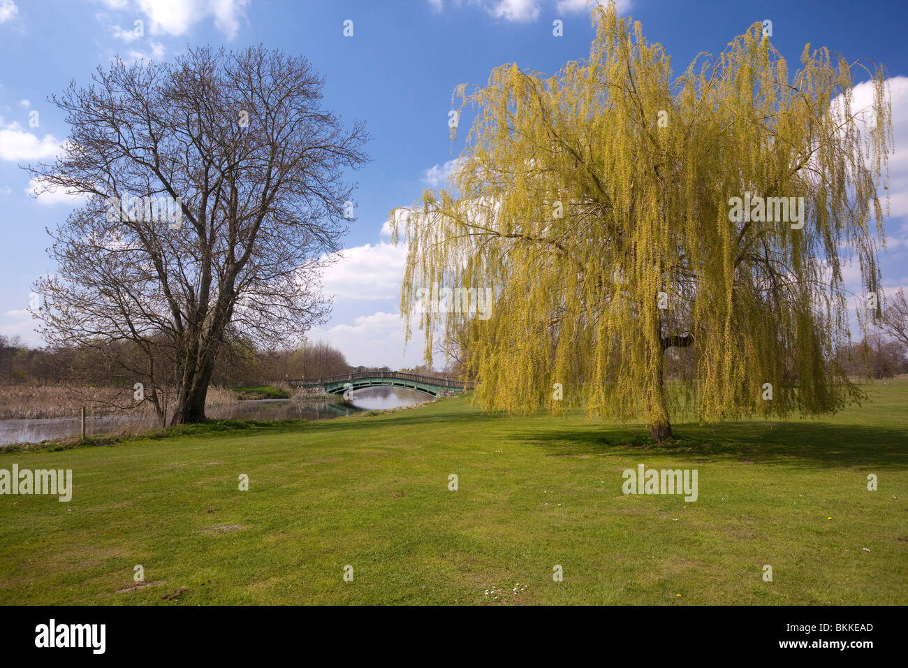 Weeping willow tree hi-res stock photography and images - Alamy
