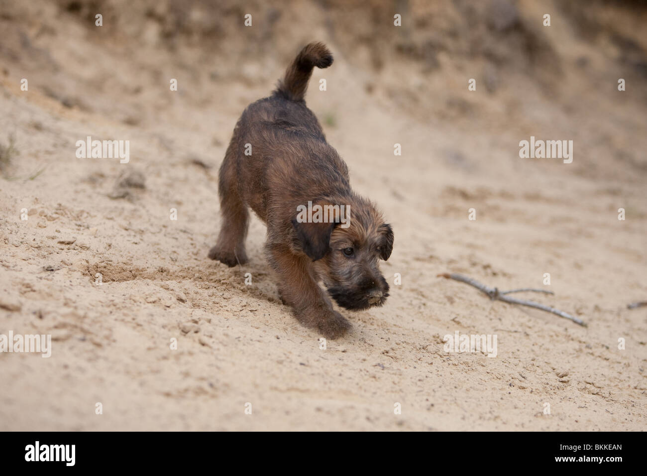 Irish Terrier puppy Stock Photo - Alamy