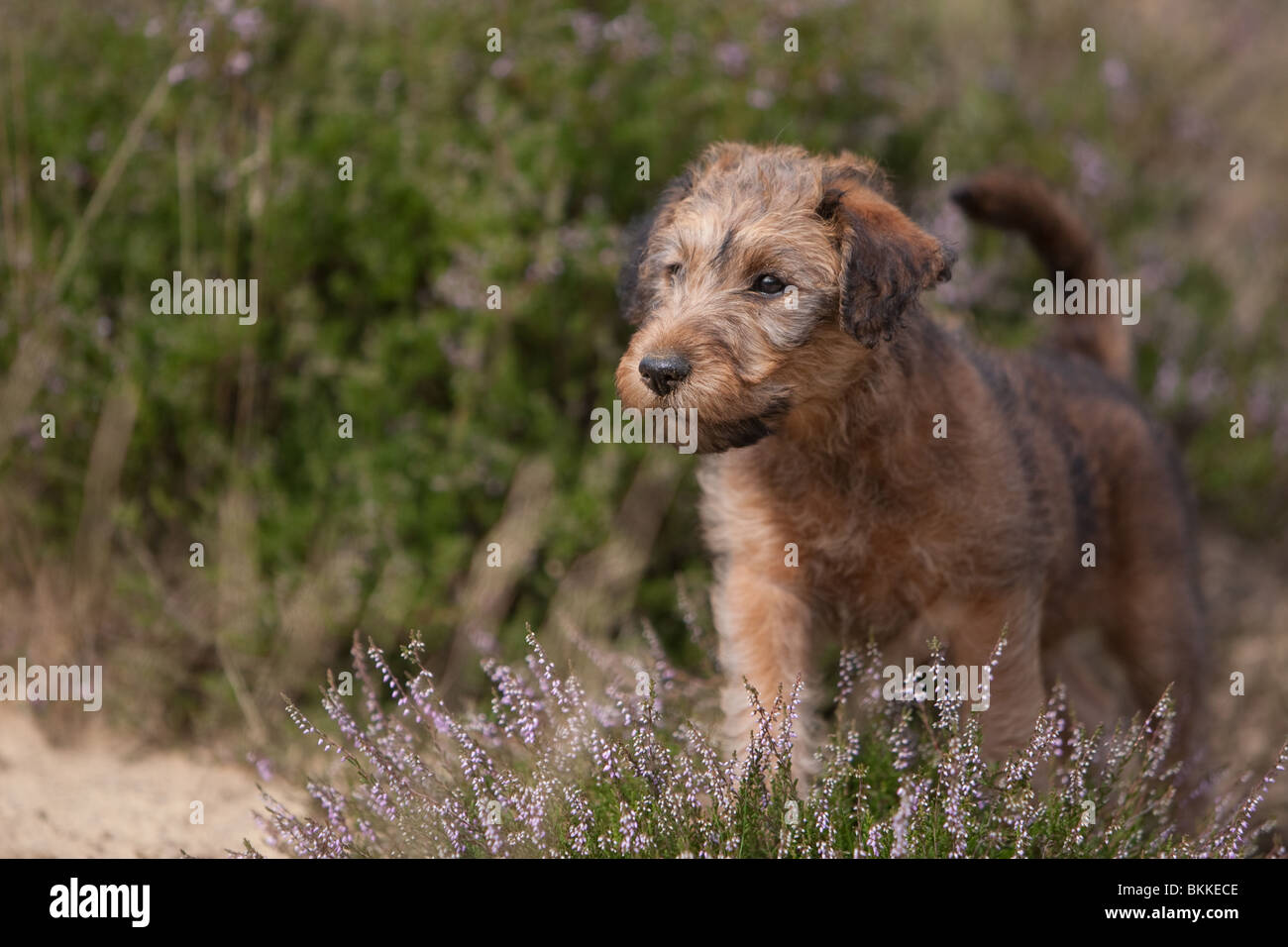 Irish Terrier puppy Stock Photo - Alamy