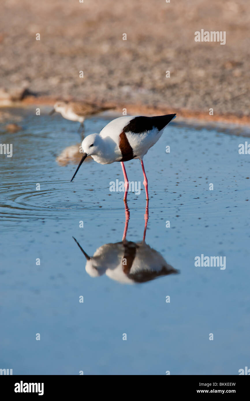 Banded Stilt. Cladorhynchus leucocephalus. Endemic Rottnest Island ...