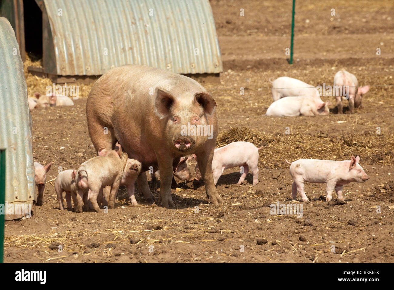 Suffolk farming hi-res stock photography and images - Alamy