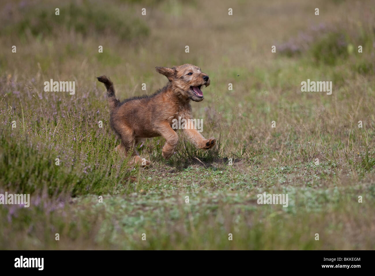 Baby irish terrier hi-res stock photography and images - Alamy