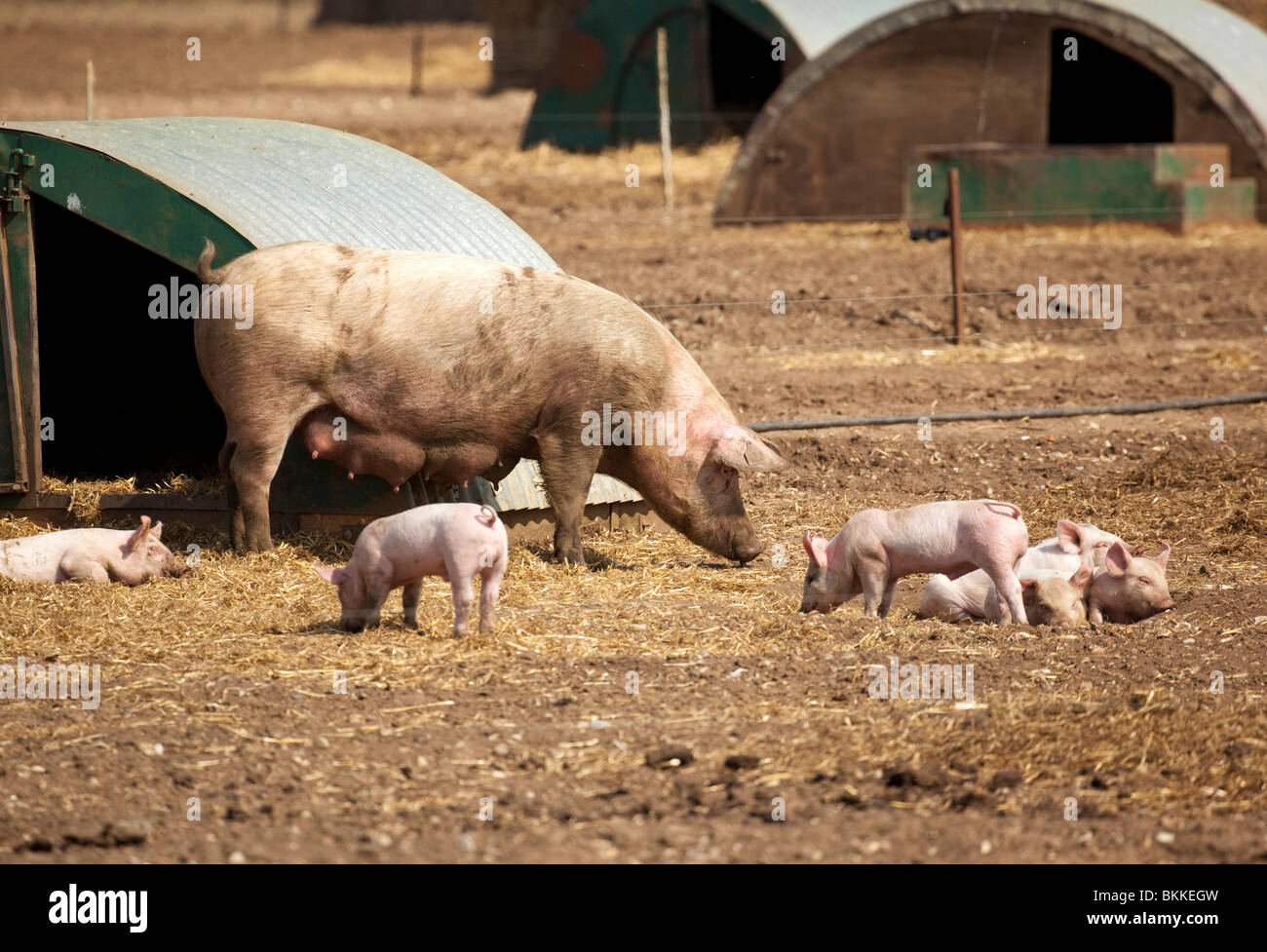 Suffolk farming hi-res stock photography and images - Alamy