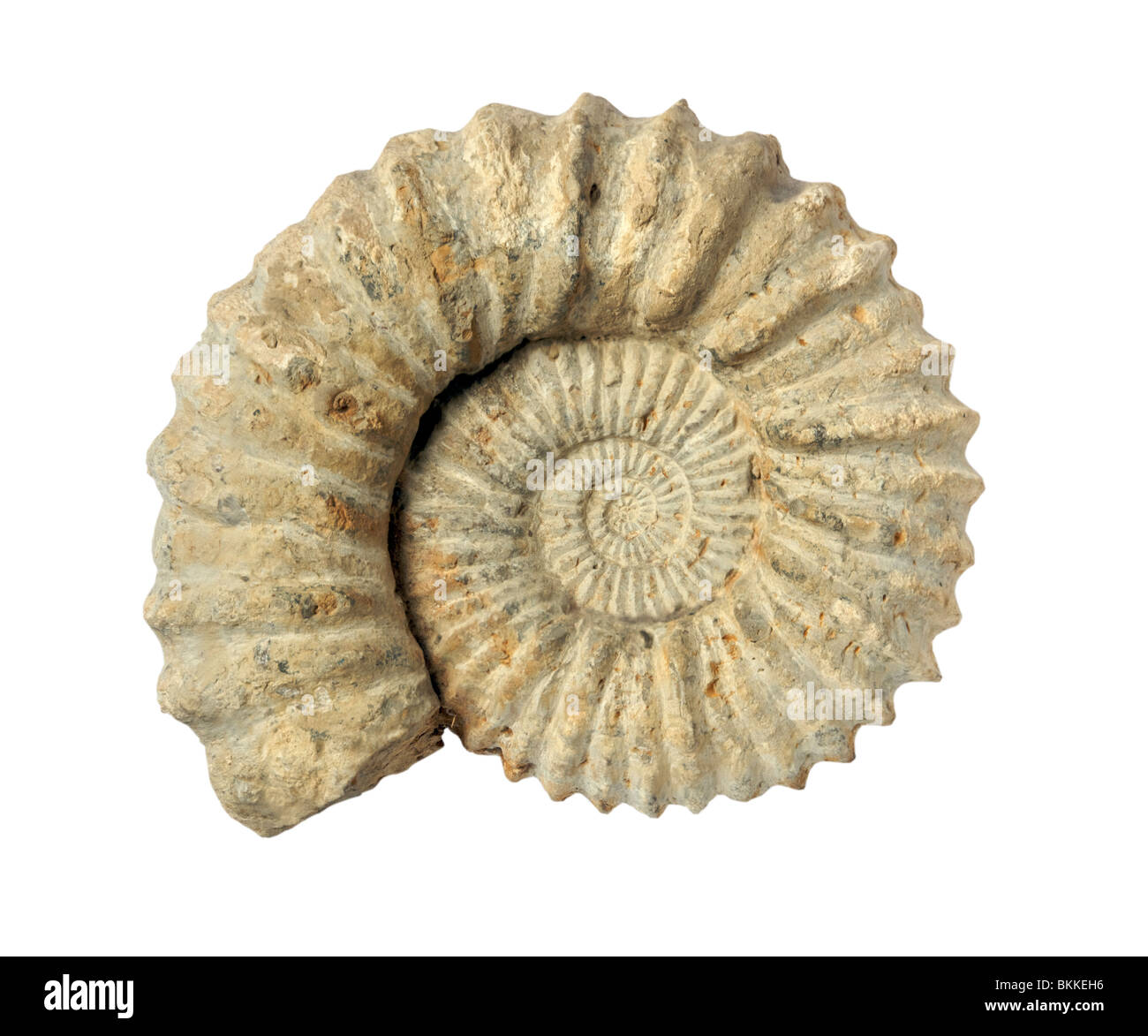 Human animal history hi-res stock photography and images - Alamy