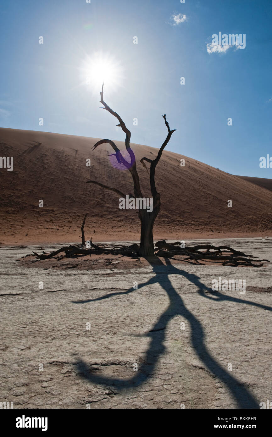 Blackened Camel Thorn Tree in Silhouette and Casting a Shadow in ...