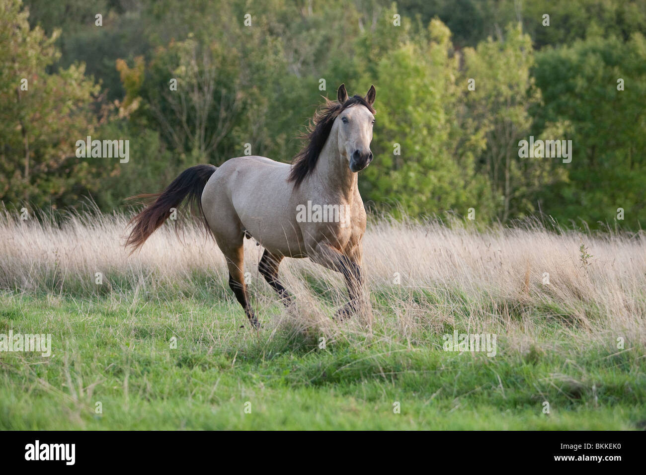 Quarab Horse stallion Stock Photo - Alamy
