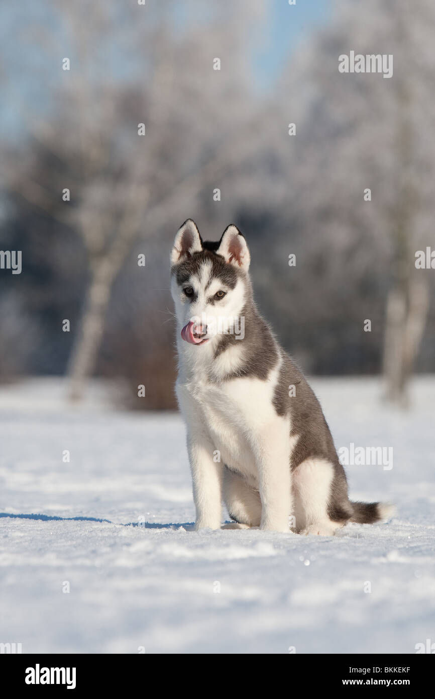 Husky Puppy in snow Stock Photo - Alamy