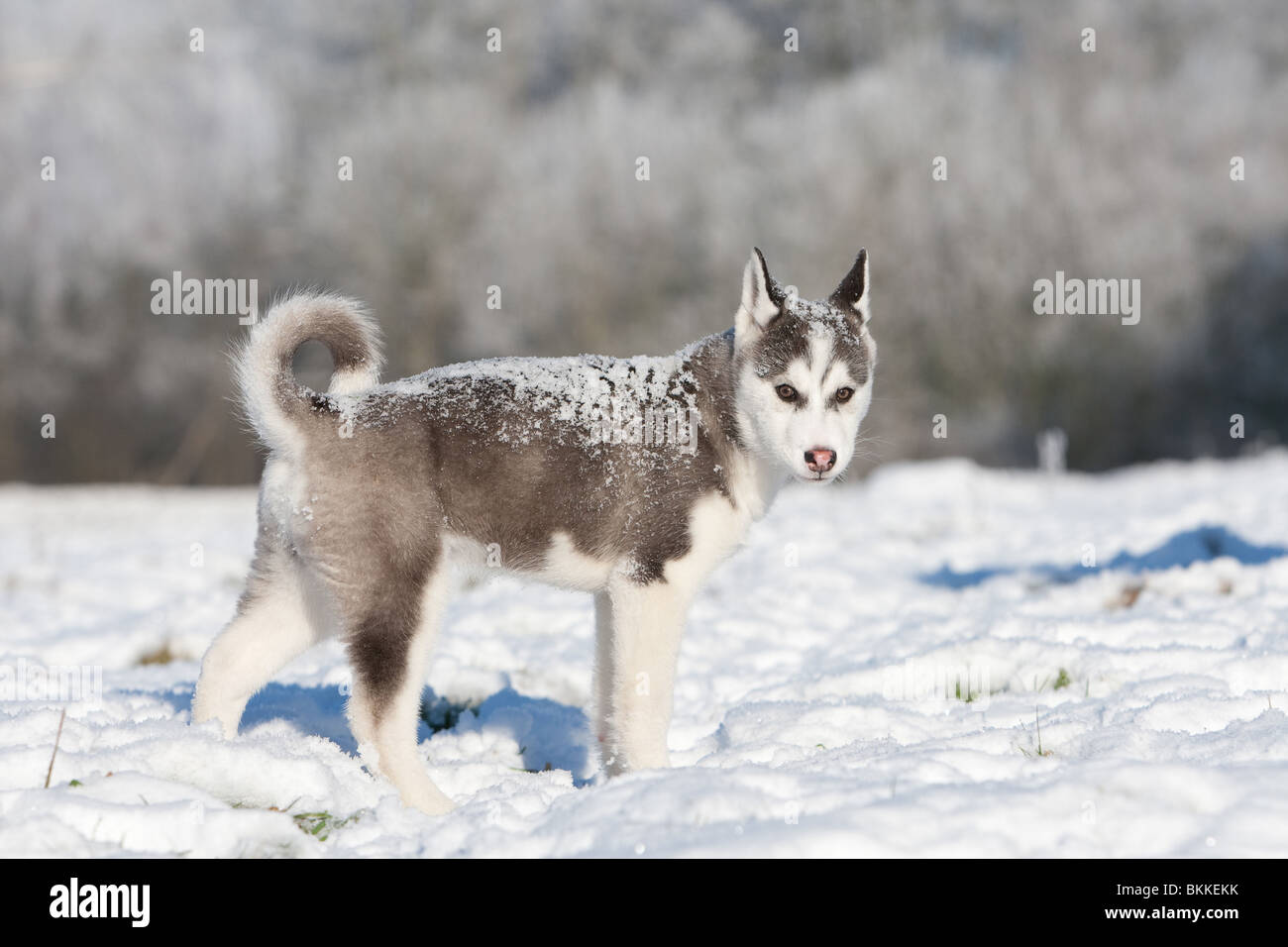 Siberian Husky Puppy Stock Photo - Alamy