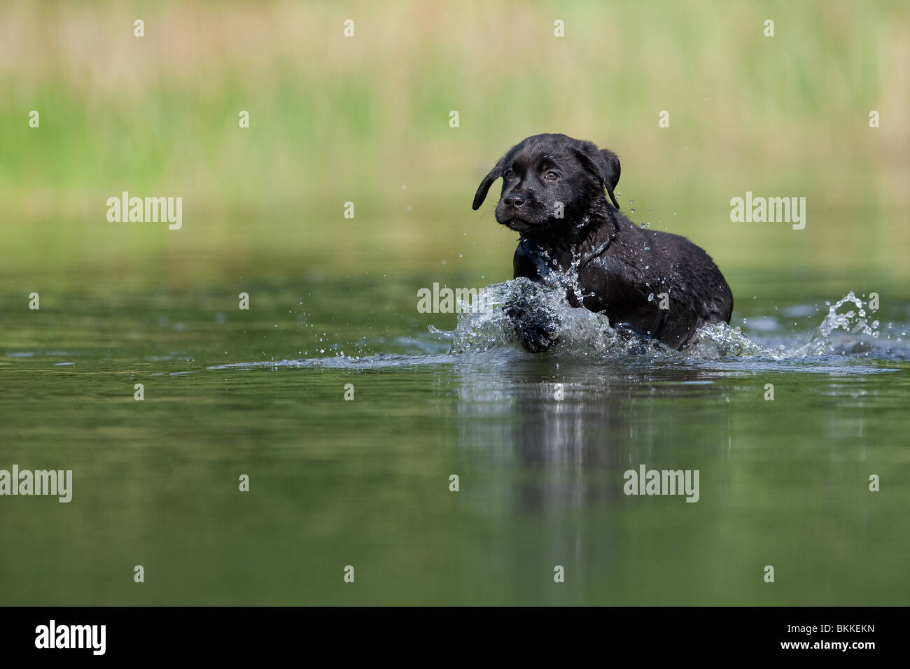 bathing Labrador Puppy Stock Photo - Alamy