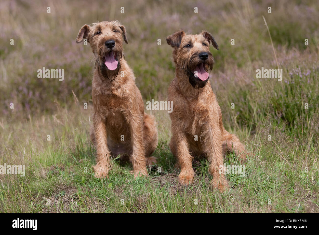 Irish Terrier Breeders South East | atelier-yuwa.ciao.jp