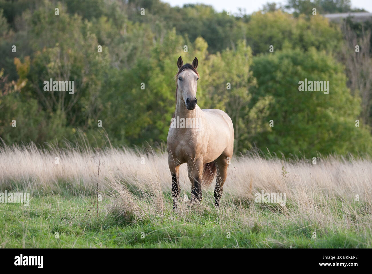 Quarab Horse stallion Stock Photo - Alamy