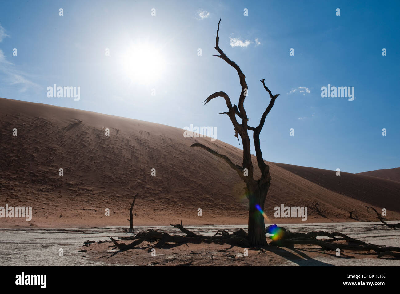 Camel thorn tree silhouette in hi-res stock photography and images - Alamy
