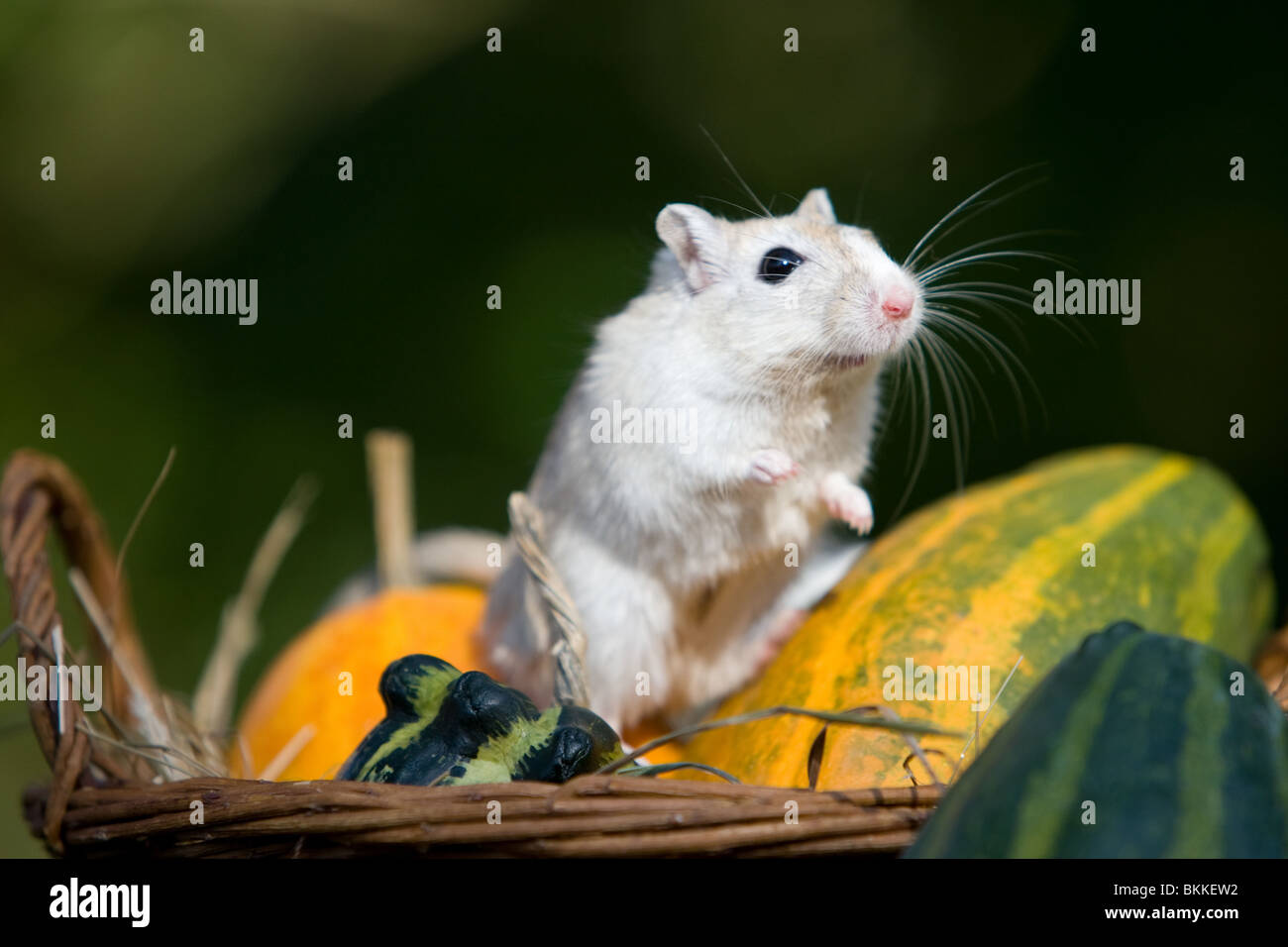 Mongolian gerbil hi-res stock photography and images - Alamy