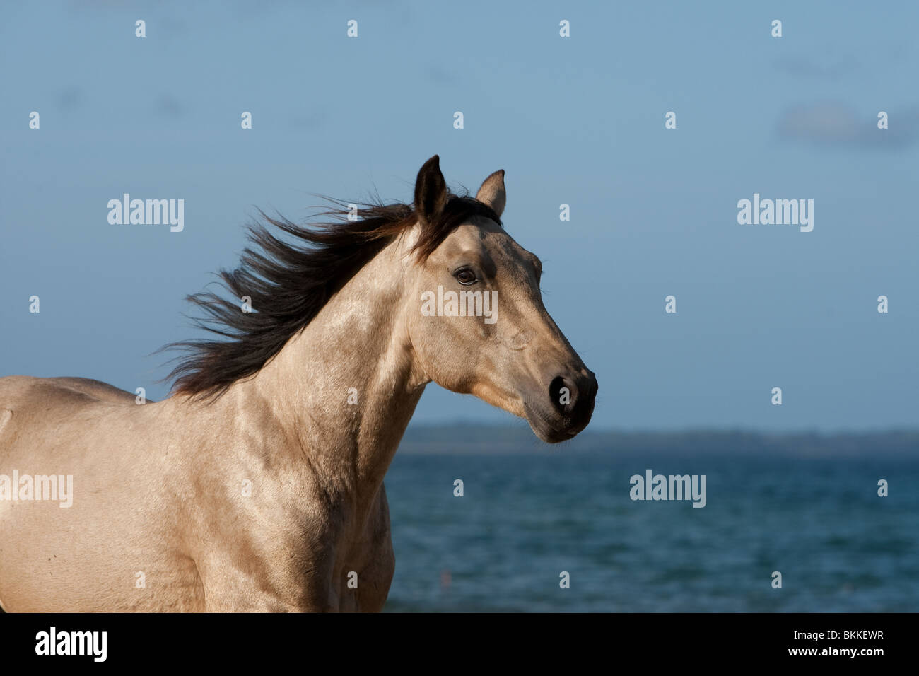 Quarab Horse stallion Stock Photo - Alamy
