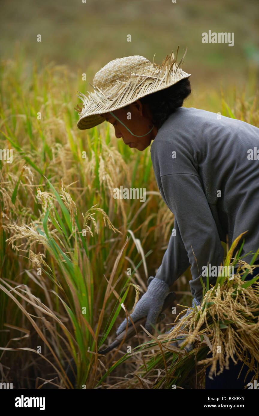 Farmer sifting rice bali hi-res stock photography and images - Alamy