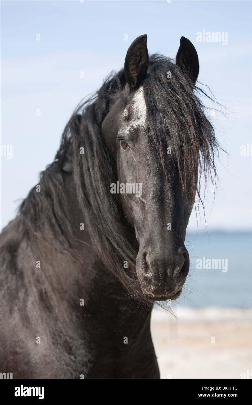 Friesian portrait hi-res stock photography and images - Alamy