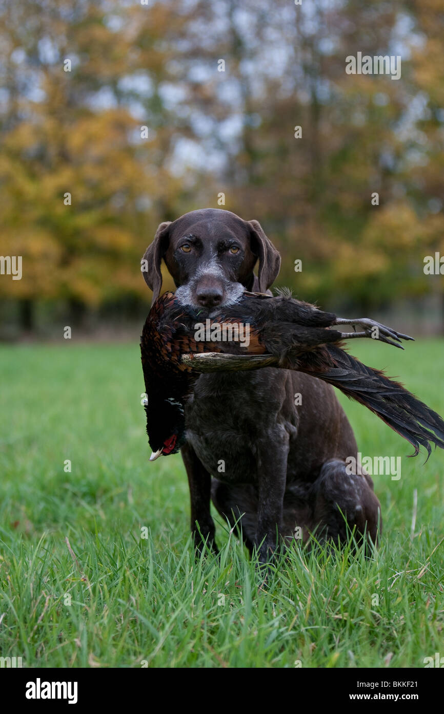 German wirehaired Pointer with pheasant Stock Photo - Alamy