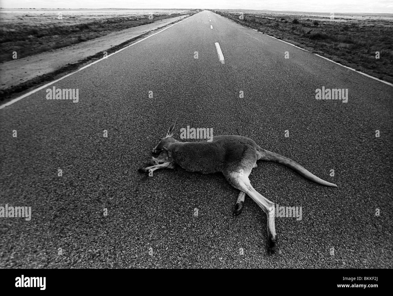 Roadkill kangaroo hi-res stock photography and images - Alamy