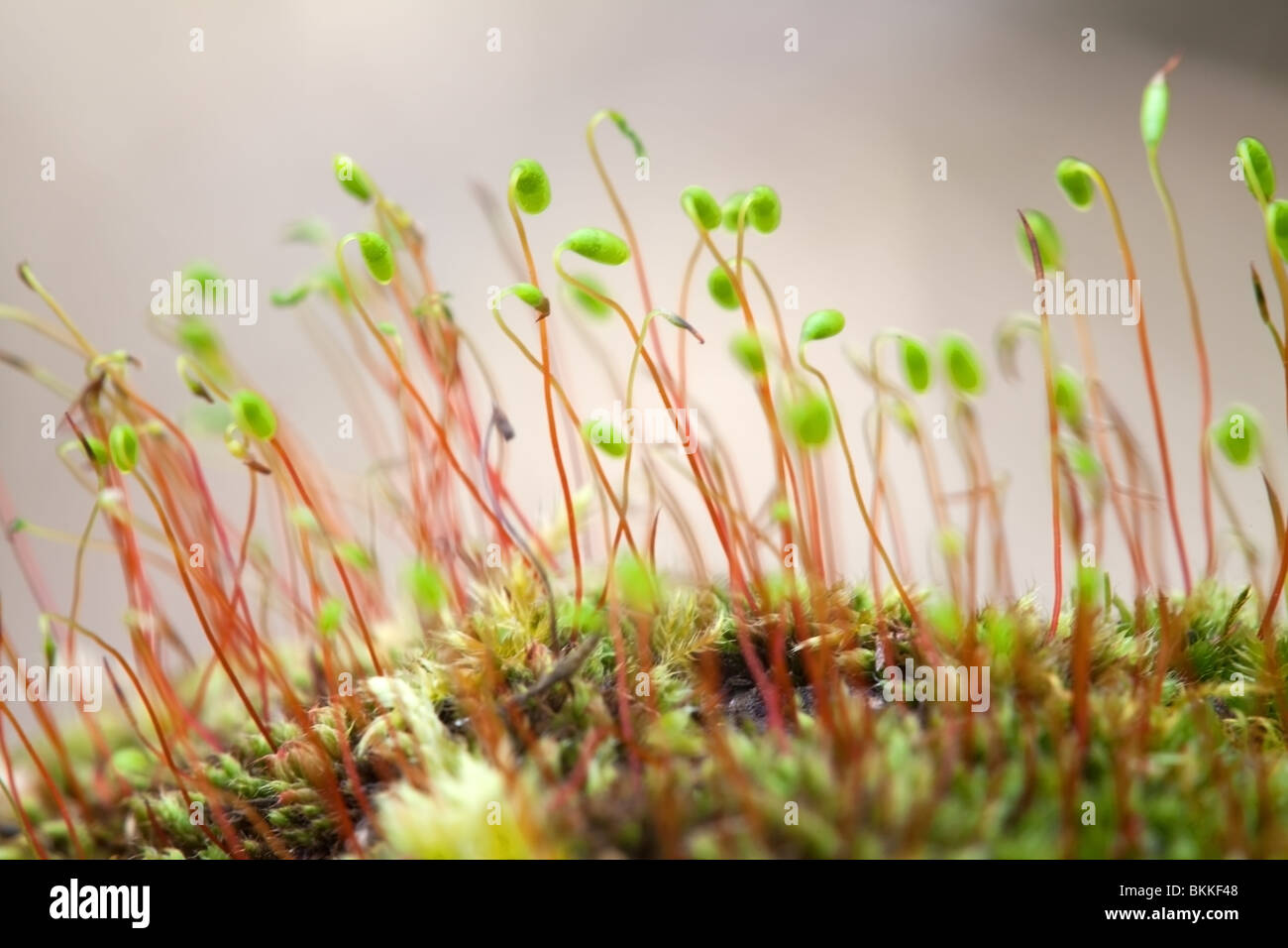 Moss species hi-res stock photography and images - Alamy