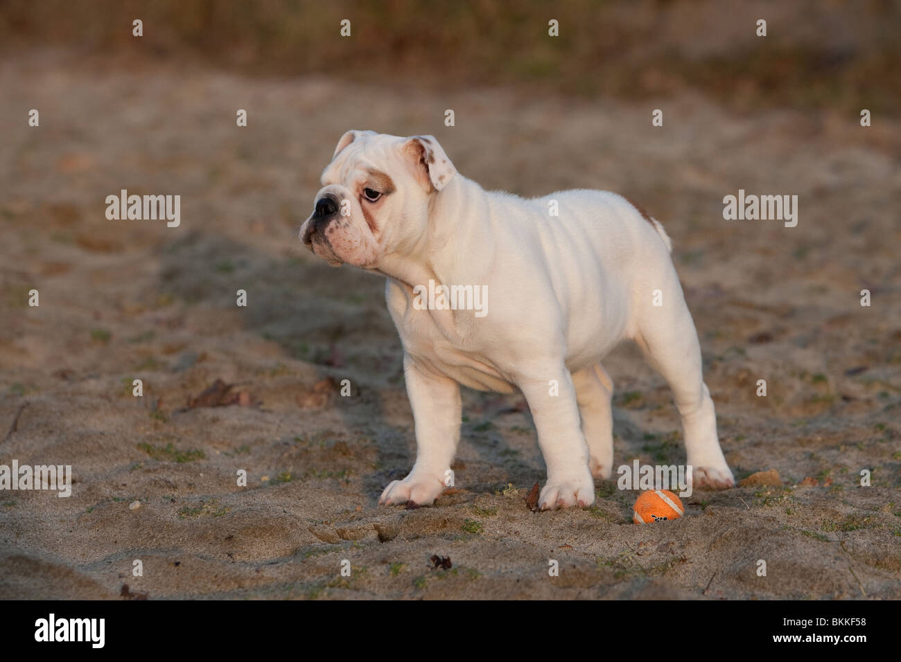 White english bulldog hi-res stock photography and images - Alamy
