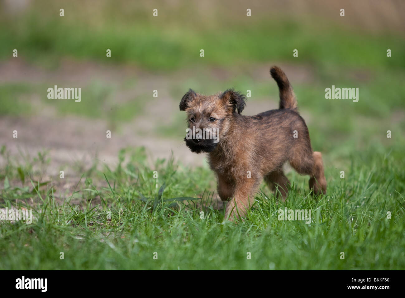 Irish Terrier puppy Stock Photo - Alamy