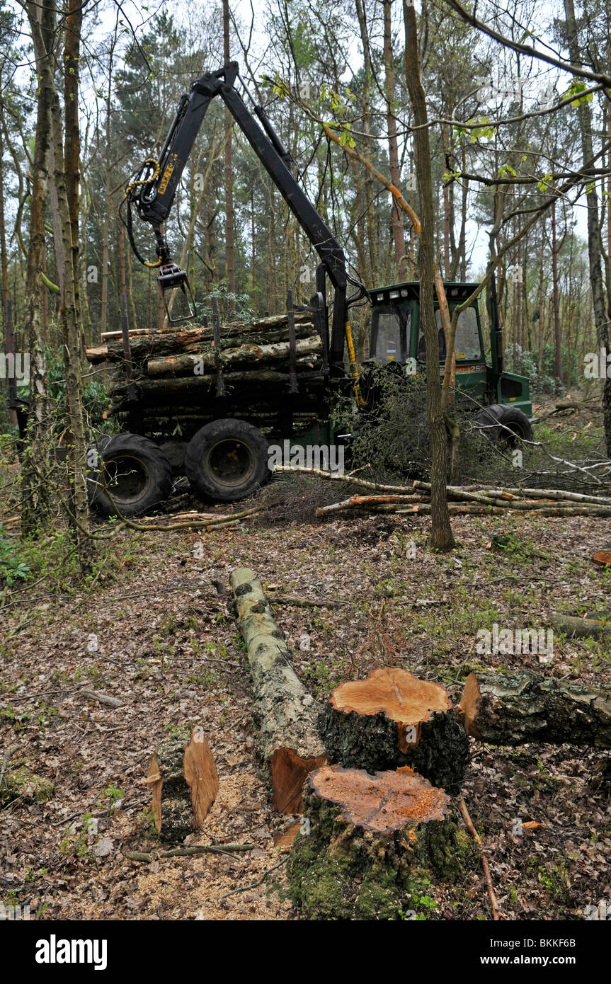 Forestry operations - removing cut timber, Surrey, England Stock Photo ...