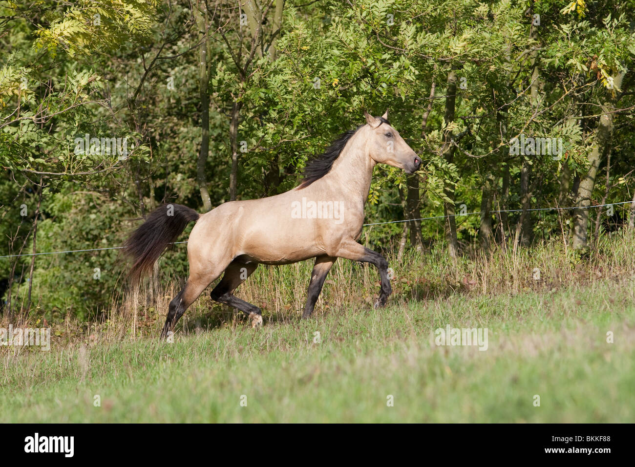 Quarab Horse stallion Stock Photo - Alamy