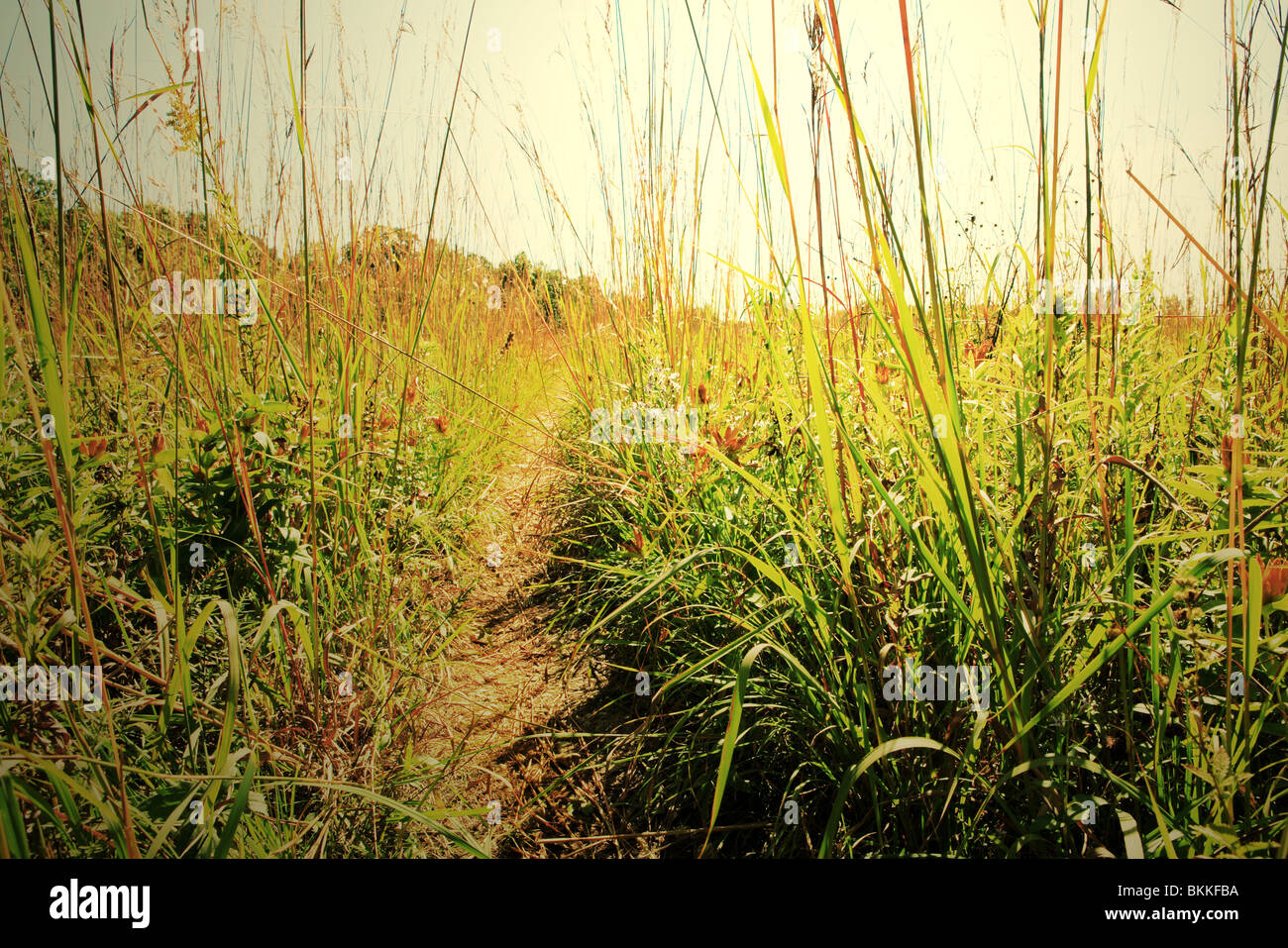 Tall grasses in the prairies High Resolution Stock Photography and ...