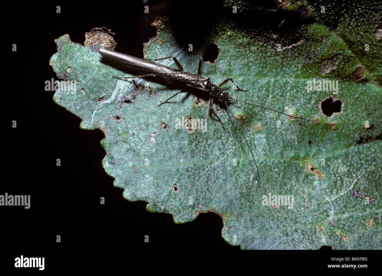 Needle-fly, a stone-fly (Leuctra fusca: Leuctridae) beside a stream UK ...