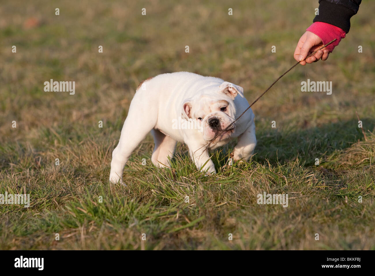 English bulldog puppy playing hi-res stock photography and images - Alamy