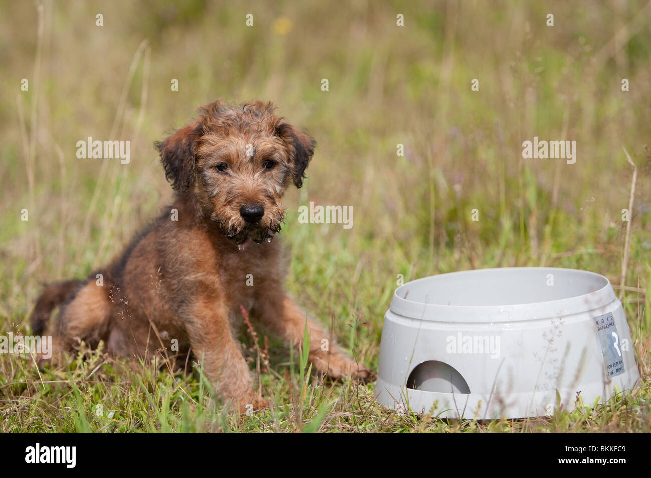 Irish Terrier puppy Stock Photo - Alamy