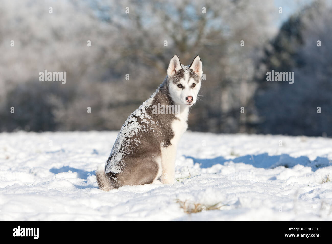 Husky Puppy in snow Stock Photo - Alamy