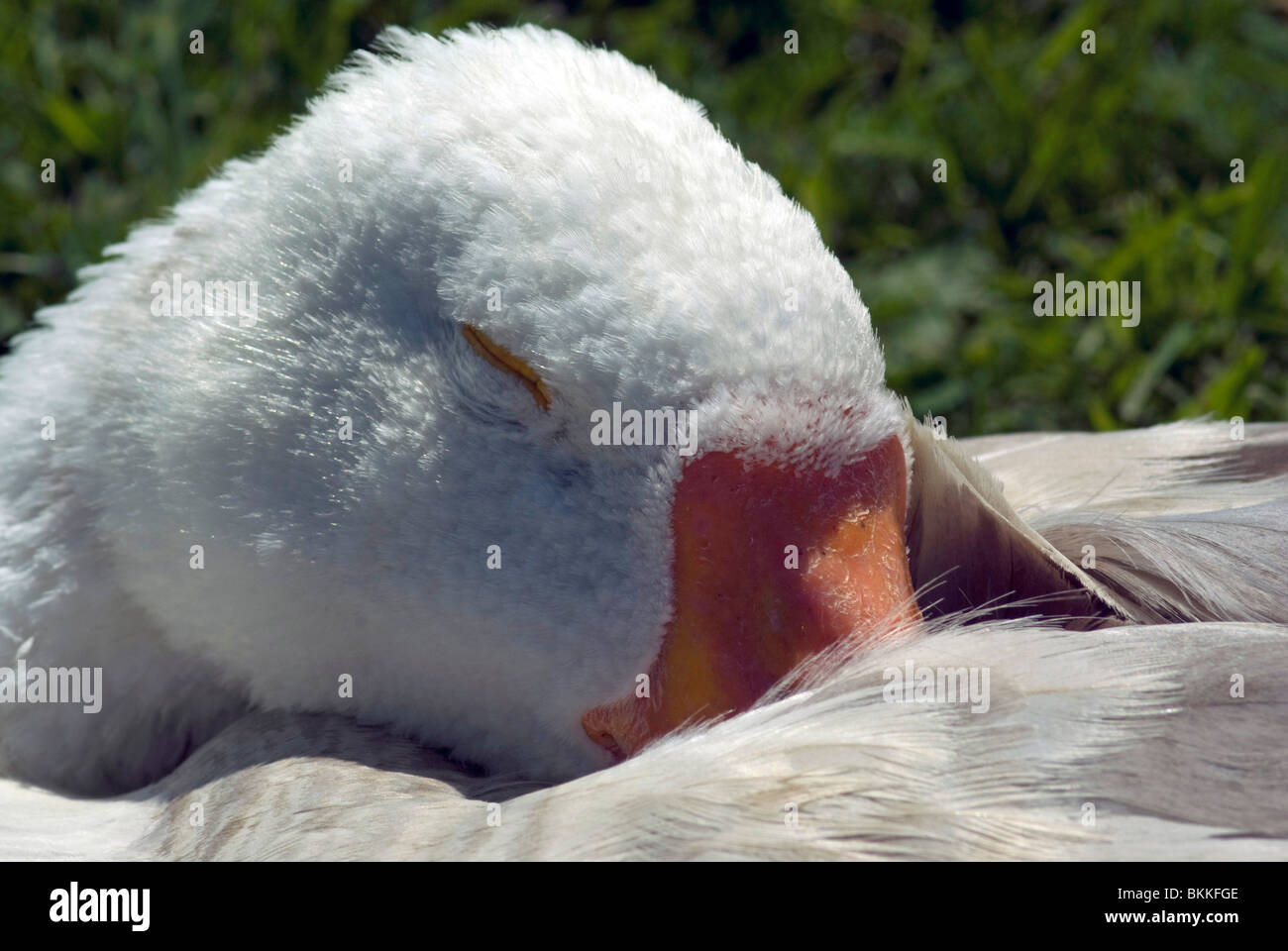 Sleeping goose hi-res stock photography and images - Alamy
